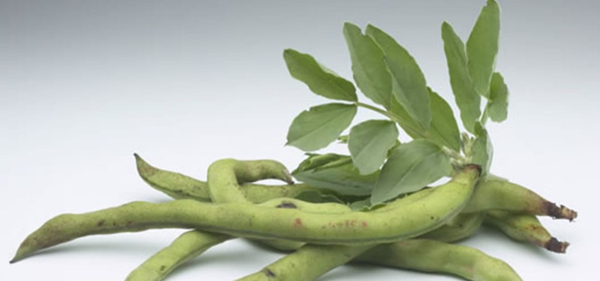 Favas
